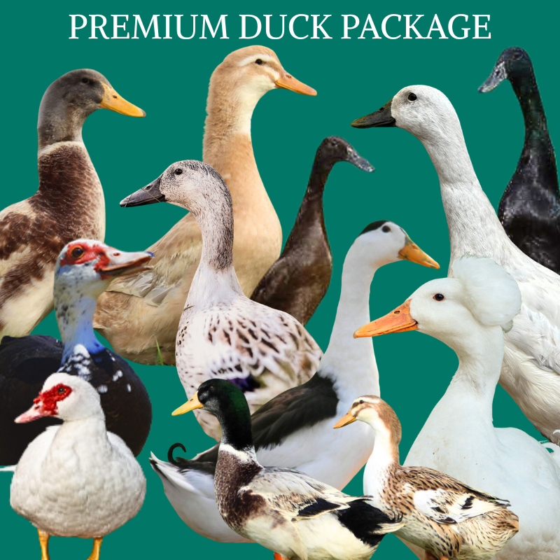 Premium Duck Package Assorted Ducklings For Sale Metzer Farms Premium Duck Package Assorted Ducklings For Sale Metzer Farms
