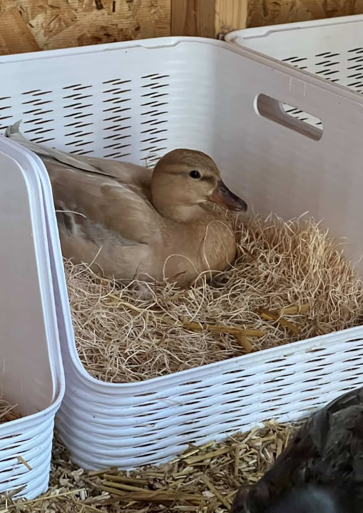 Duck and Goose Nesting Box: Size, Materials & Setup Guide | Metzer Farms