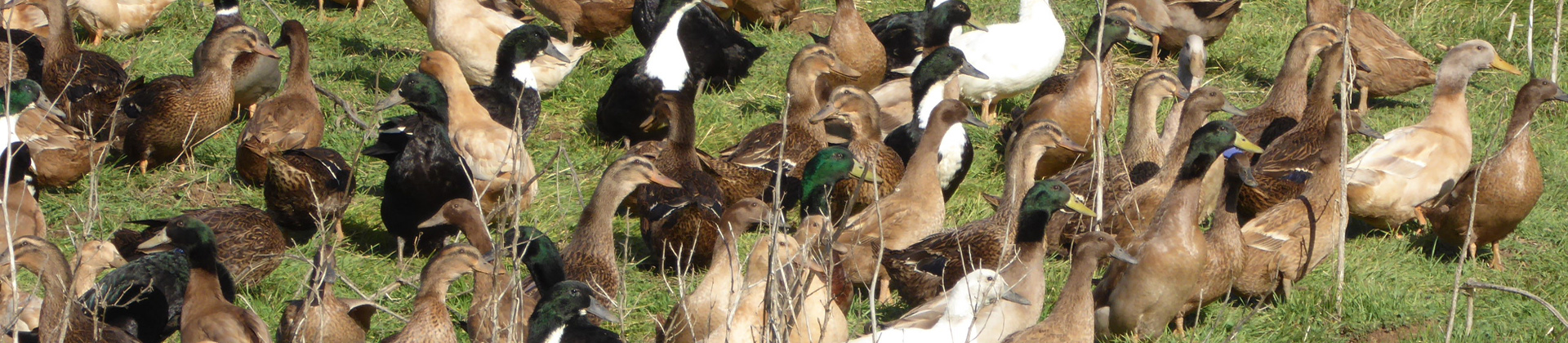 Ducks & Geese for Sale Online, Buy Ducks & Geese, Breeding Ducks ...