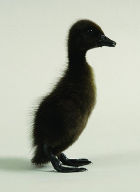 Black Runner Ducks | Indian Runner Ducklings for Sale | Metzer Farms