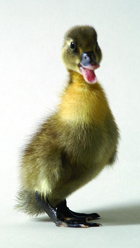 Blue Swedish Ducks for Sale Online, Buy Blue Swedish Ducks Online ...