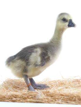Brown Chinese Geese | Chinese Gosling Breed for Sale | Metzer Farms