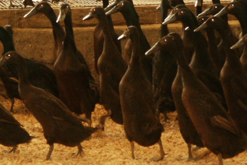 Chocolate Runner Ducks | Indian Ducklings for Sale | Metzer Farms