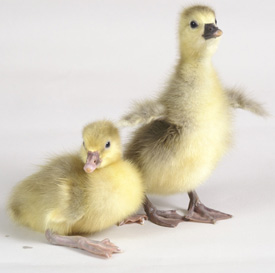 Pilgrim Geese | Female & Male Goslings for Sale | Metzer Farms