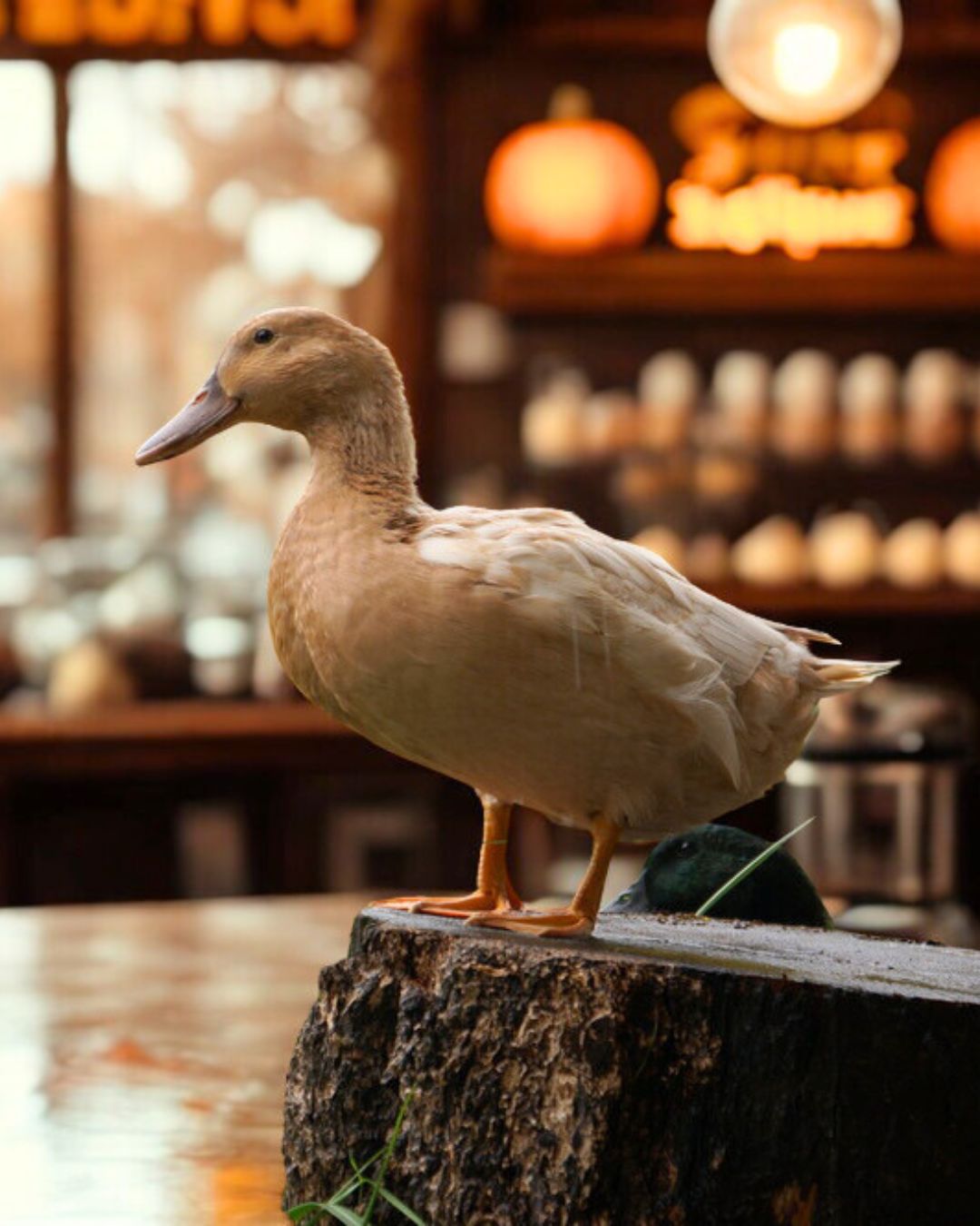 Ducks - Duck, Goose & Chicken Hatchery | Metzer Farms, California
