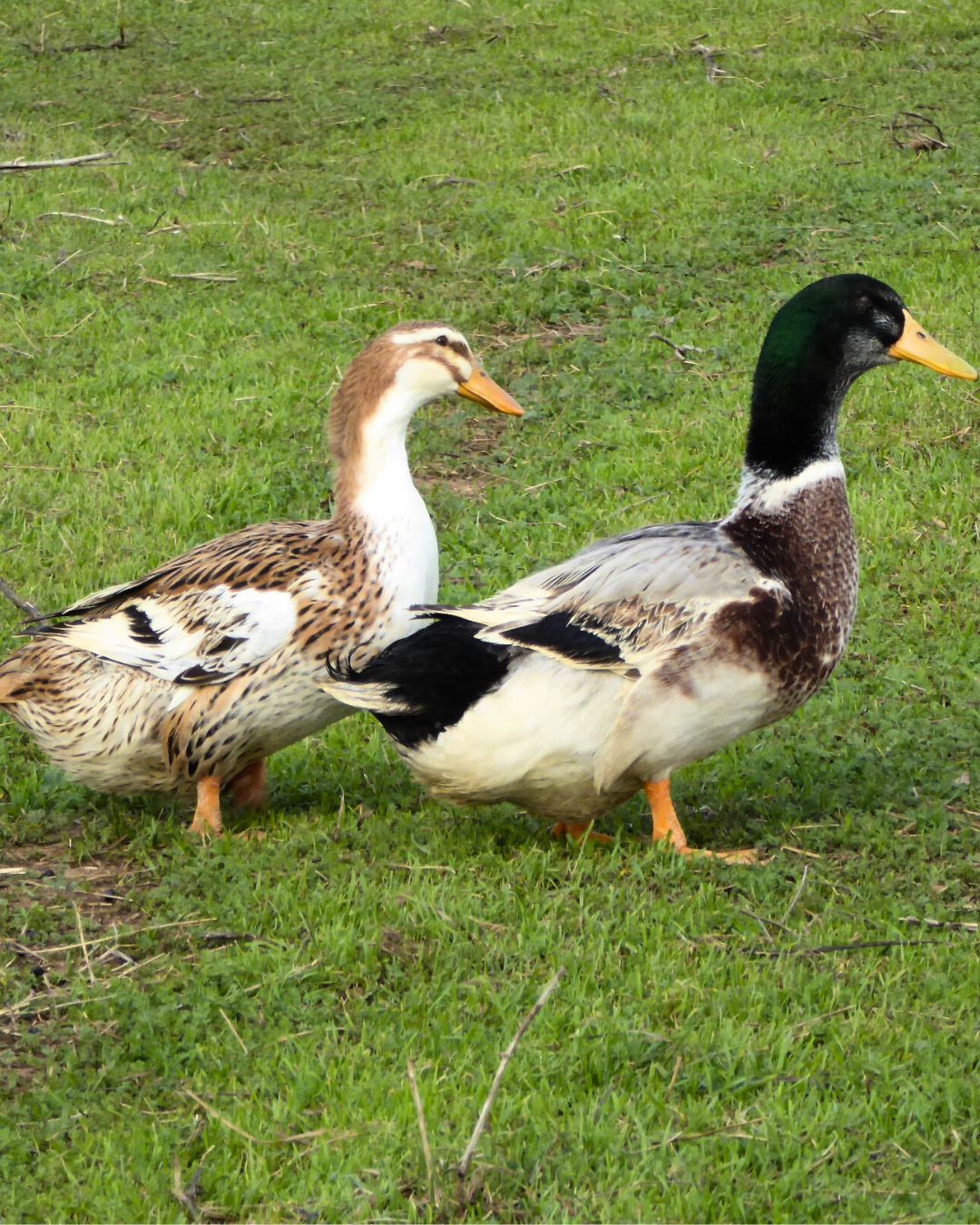 Silver Appleyard Ducks For Sale Heavy Breed Ducklings Metzer Farms Silver Appleyard Ducks For Sale Heavy Breed Ducklings Metzer Farms