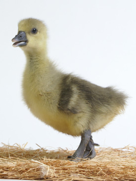 Toulouse Geese for Sale | French Toulouse Goslings | Metzer Farms