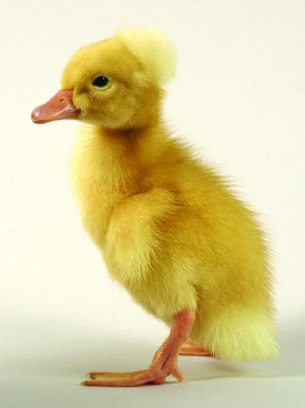 Buy White Crested Ducks Online, White Crested Ducks for Sale Online ...